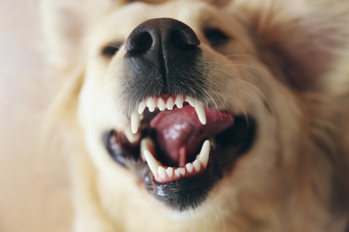 5 formas diferentes de limpiar los dientes de tu perro – Animal ...