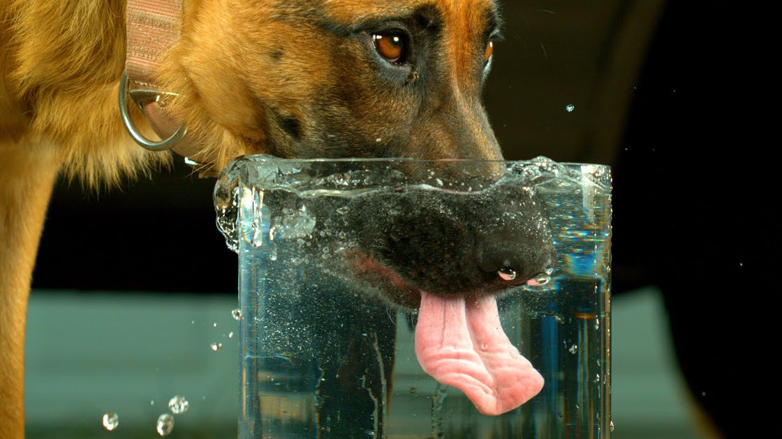 Descubriendo el Secreto de la Hidratación Canina: Cómo los Perros Beben ...